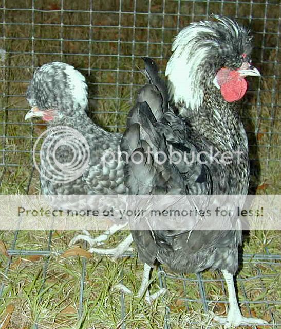 Cuckoo Polish Bantam Trio w/ Frizzle - NPIP | BackYard Chickens - Learn ...