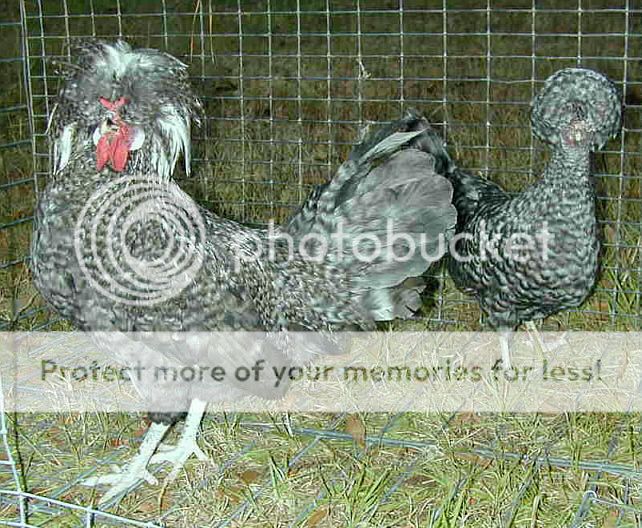 Cuckoo Polish Bantam Trio w/ Frizzle - NPIP | BackYard Chickens - Learn ...