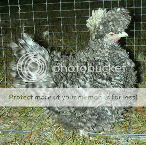 Cuckoo Polish Bantam Trio w/ Frizzle - NPIP | BackYard Chickens - Learn ...