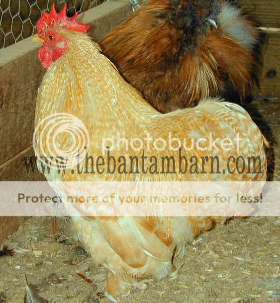 6+ Buff\Lemon Barred Bantam Cochin ~NPIP~ | BackYard Chickens - Learn ...