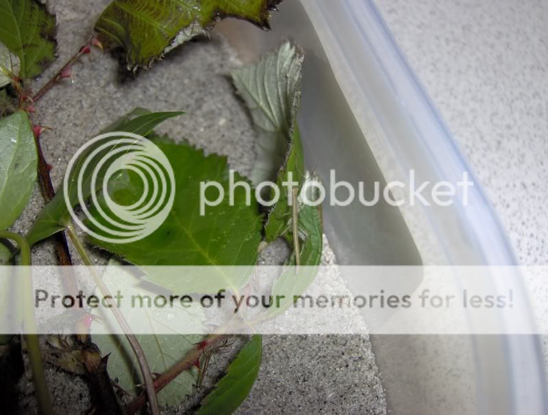 Vandrene Pinde? - Hyggesnak - Heste-Nettet.dk