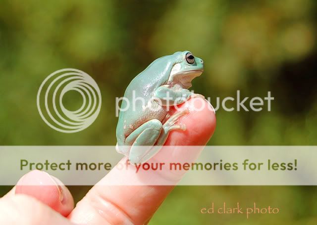 CB Australian Whites tree frogs. | Reptile Forums