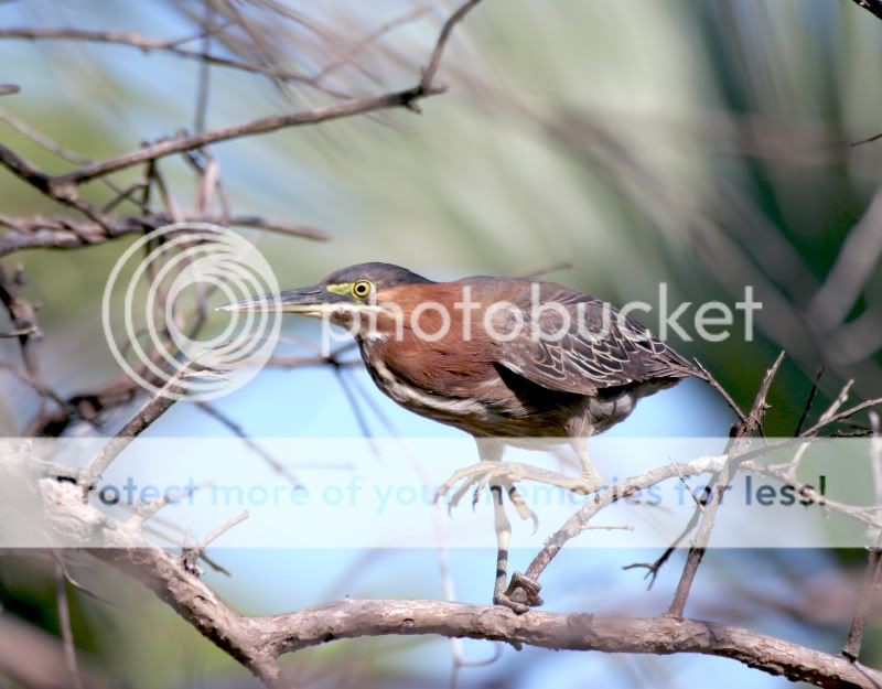 Some birds of the Bahamas -- Birds in photography-on-the.net forums