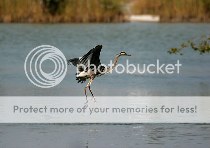 A batch of bird shots from Nassau -- Birds in photography-on-the.net forums
