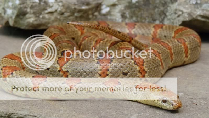 Some Thayeri - Field Herp Forum
